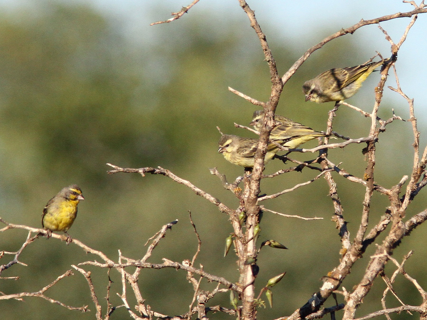 Yellow-fronted Canary - eBird