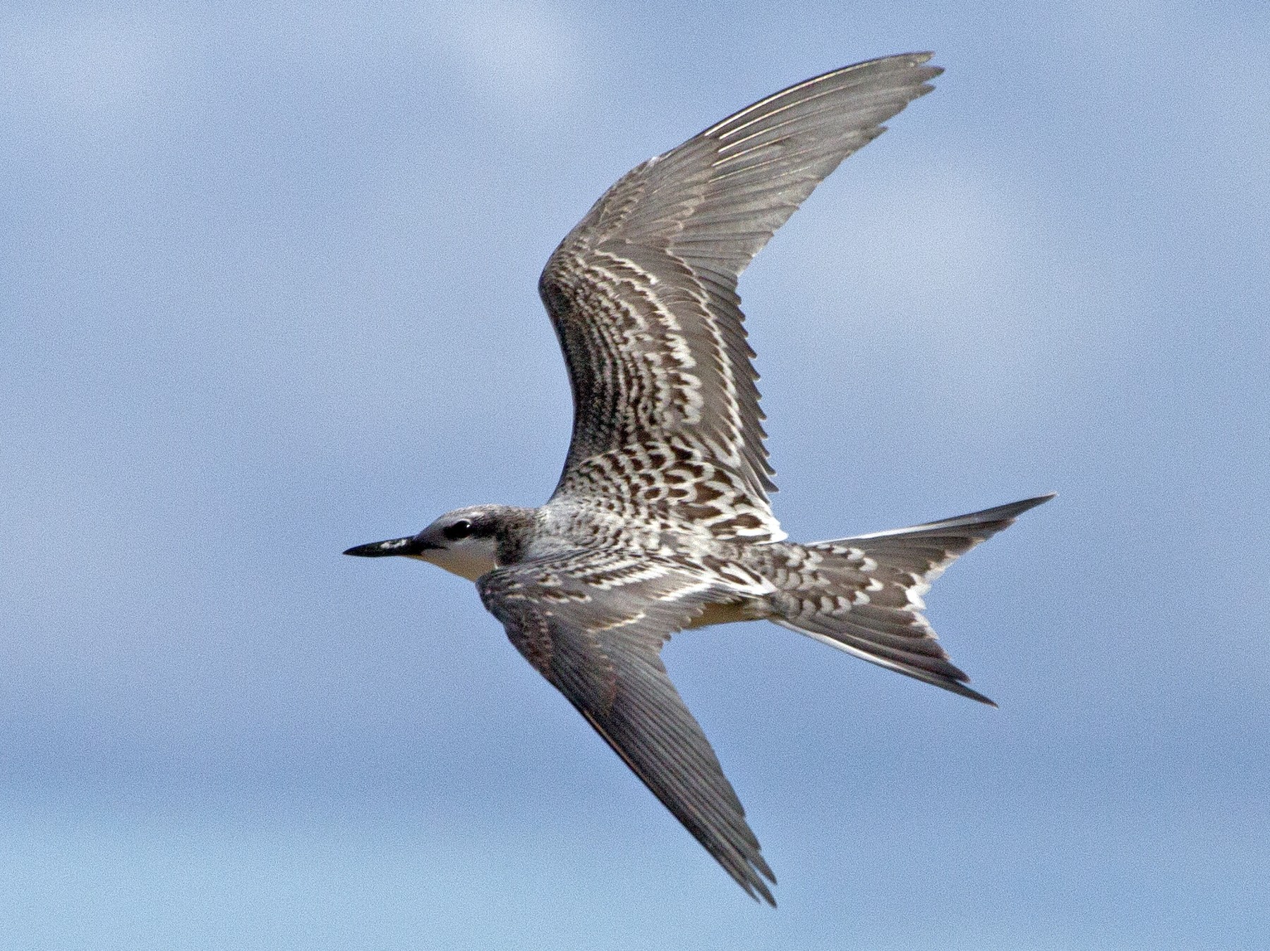 Gray-backed Tern - eBird
