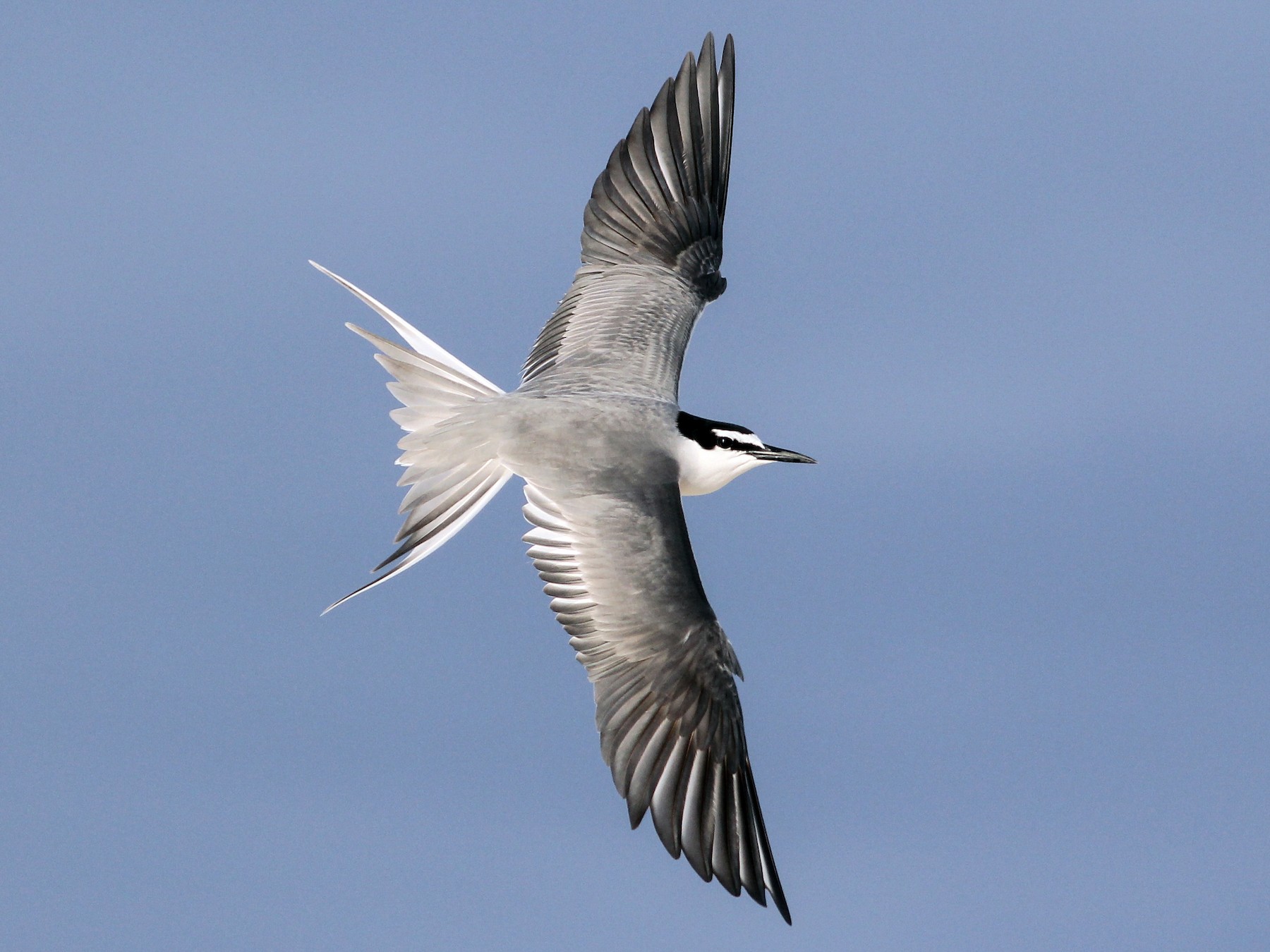 Gray-backed Tern - eBird
