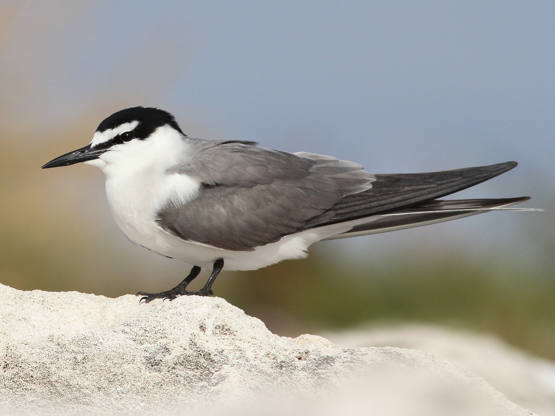 Gray-backed Tern - eBird