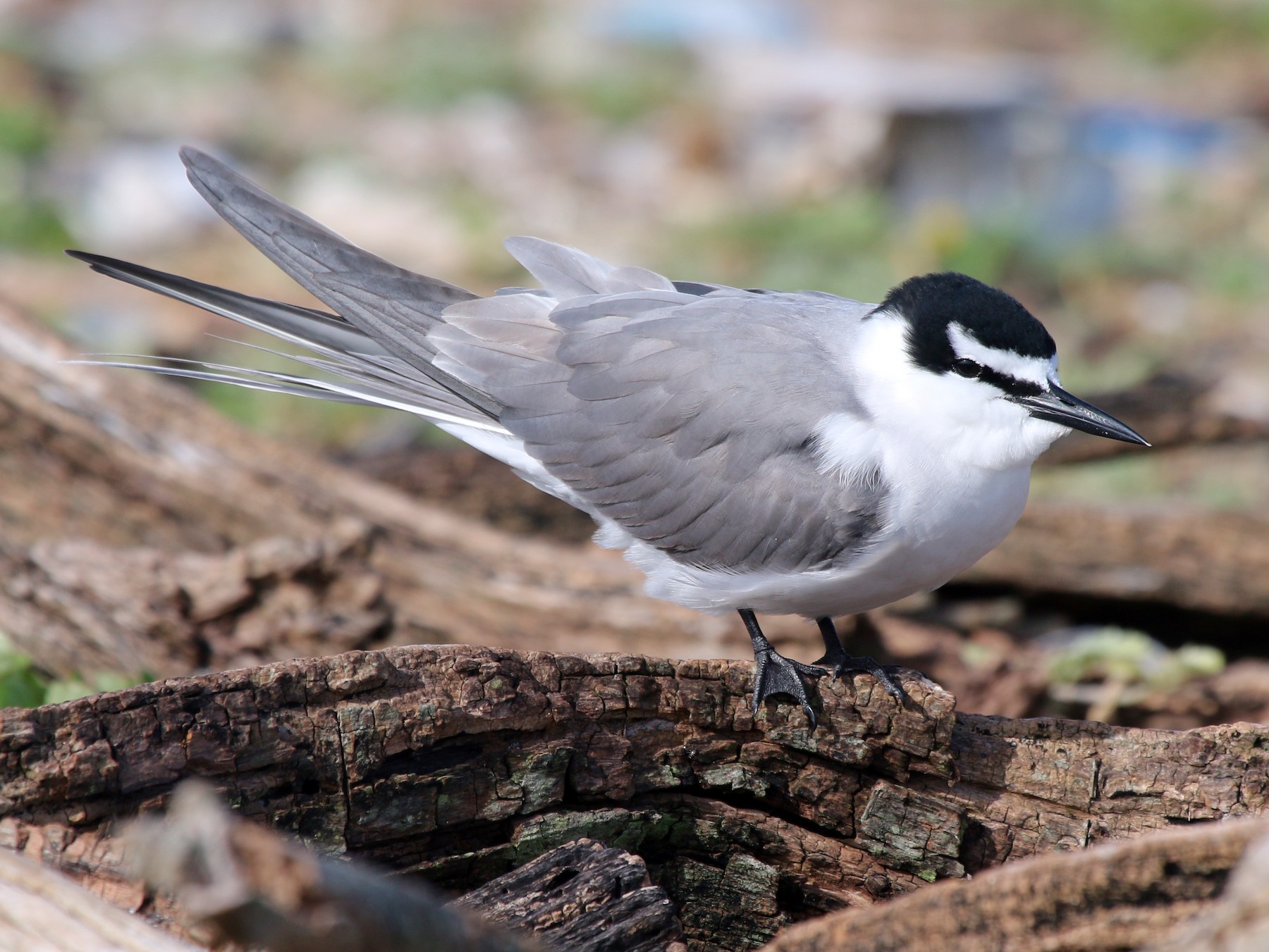 Gray-backed Tern - eBird