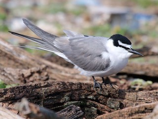 Gray-backed Tern - eBird