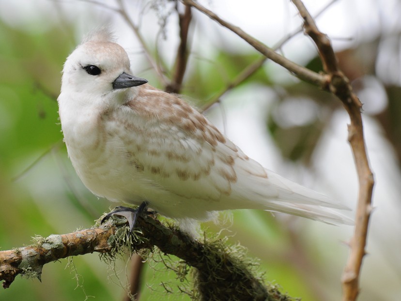 White Tern - eBird