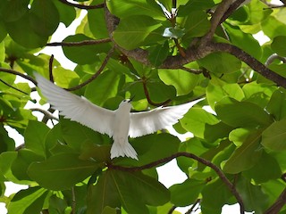 white-tern sp. - eBird
