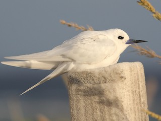 white-tern sp. - eBird