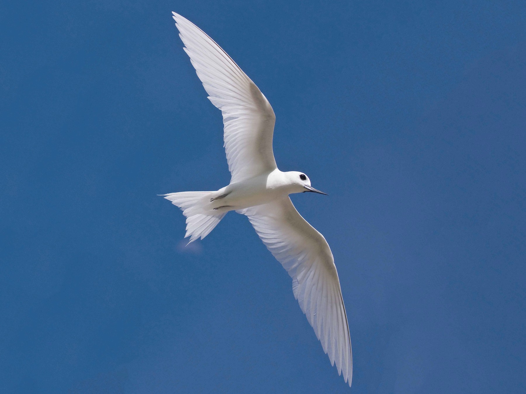 White Tern - eBird