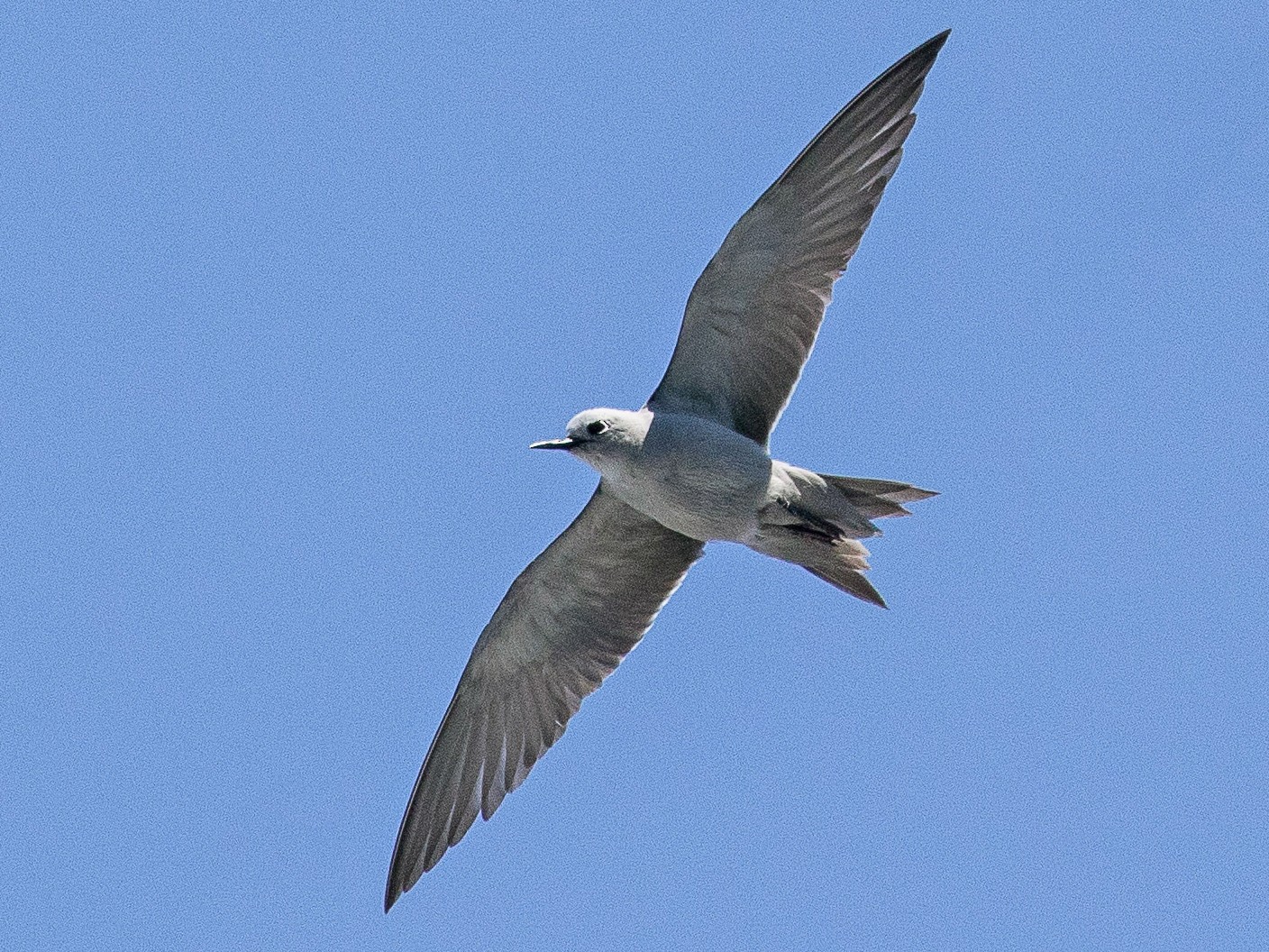 Blue-gray Noddy - eBird