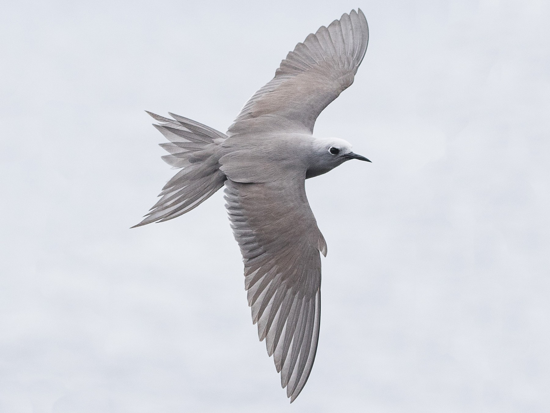 Blue-gray Noddy - eBird