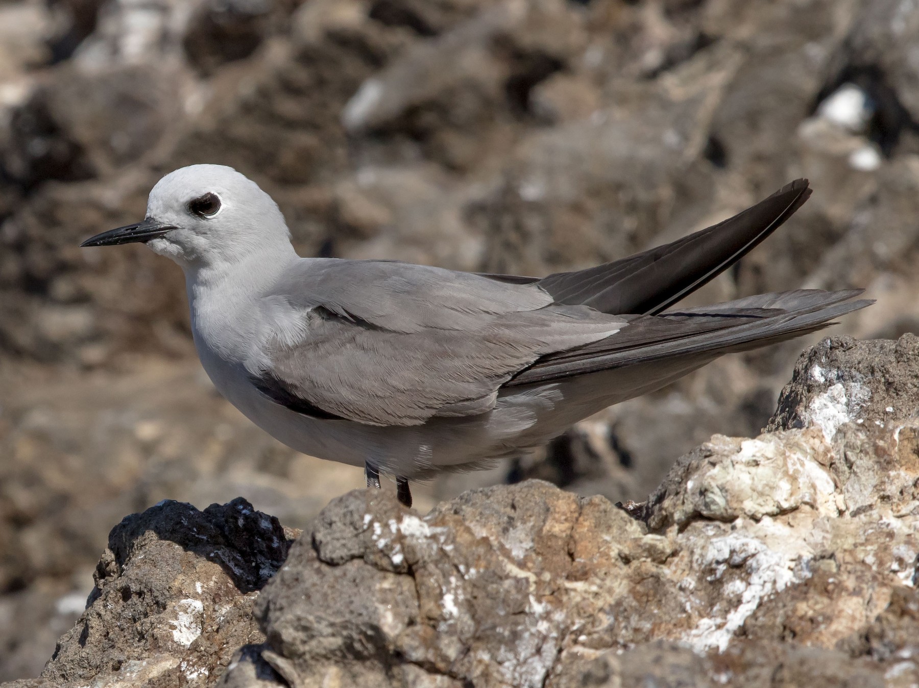 Blue-gray Noddy - eBird