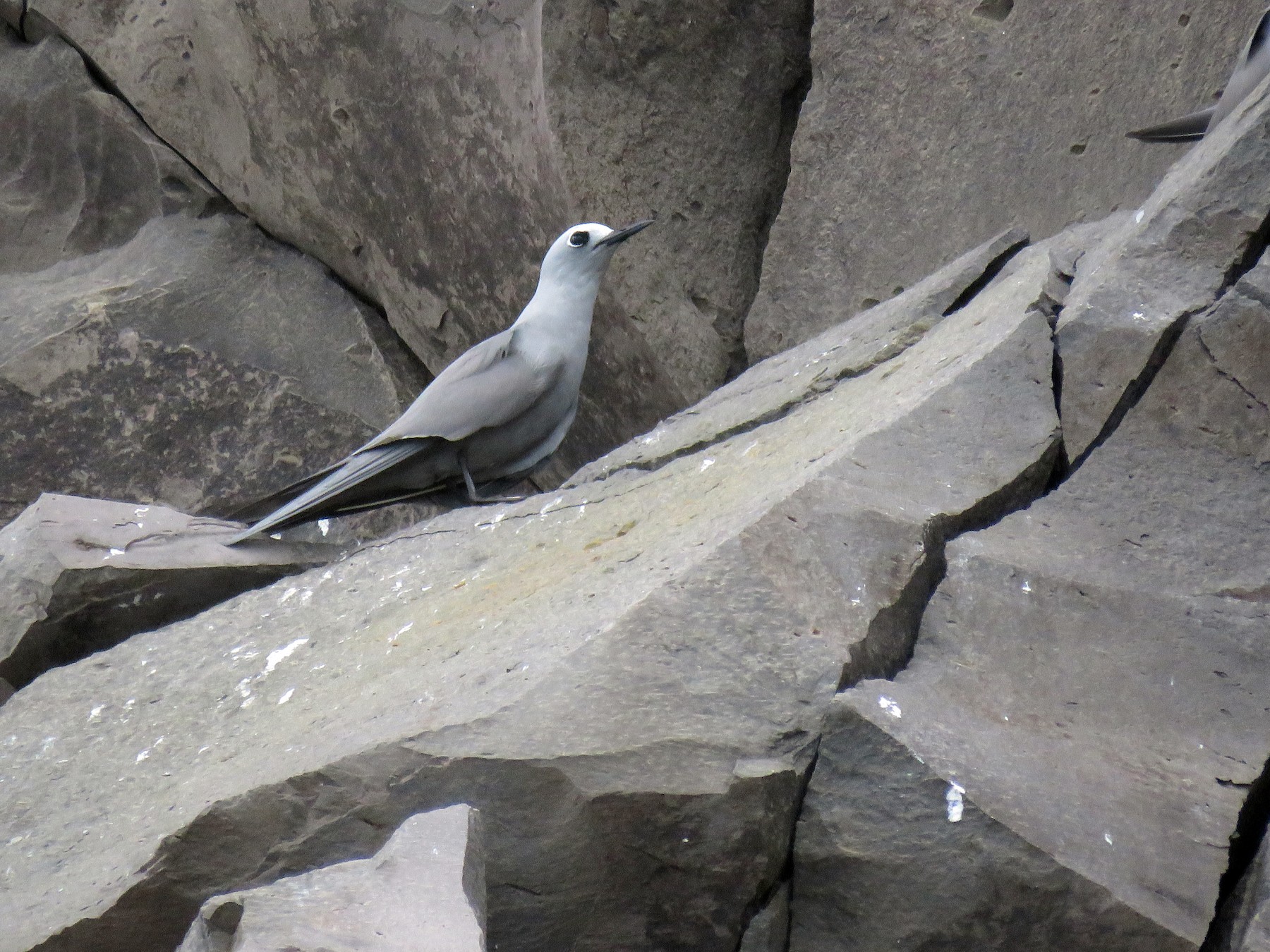 Blue-gray Noddy - eBird