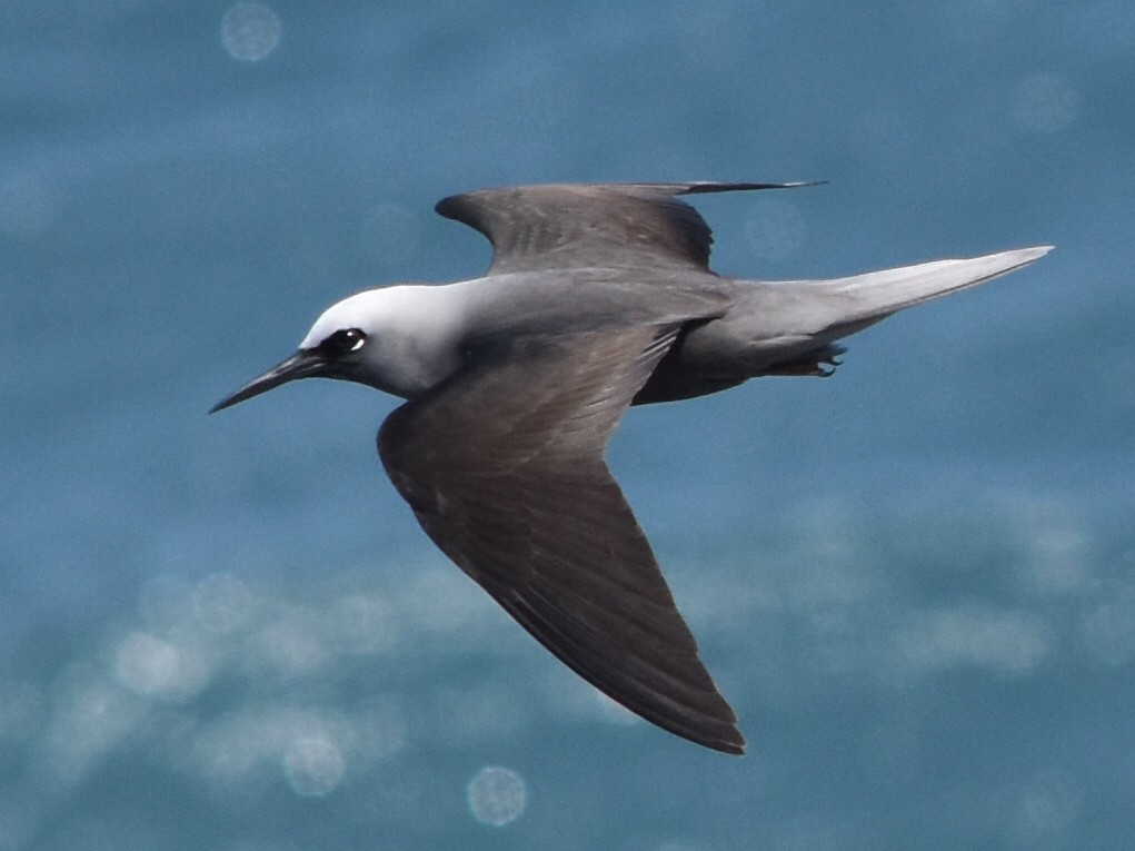 Black Noddy - eBird