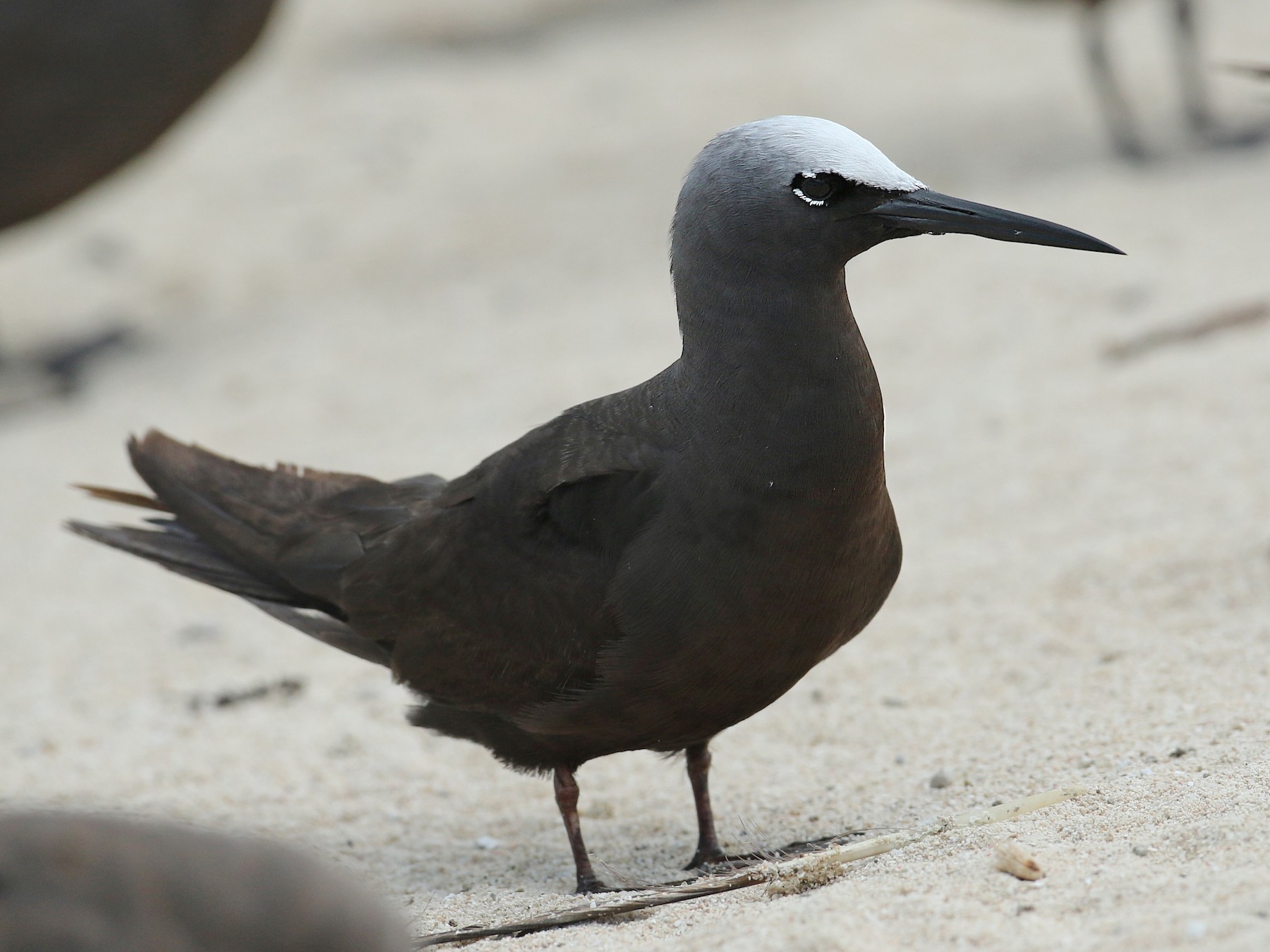 Black Noddy - eBird
