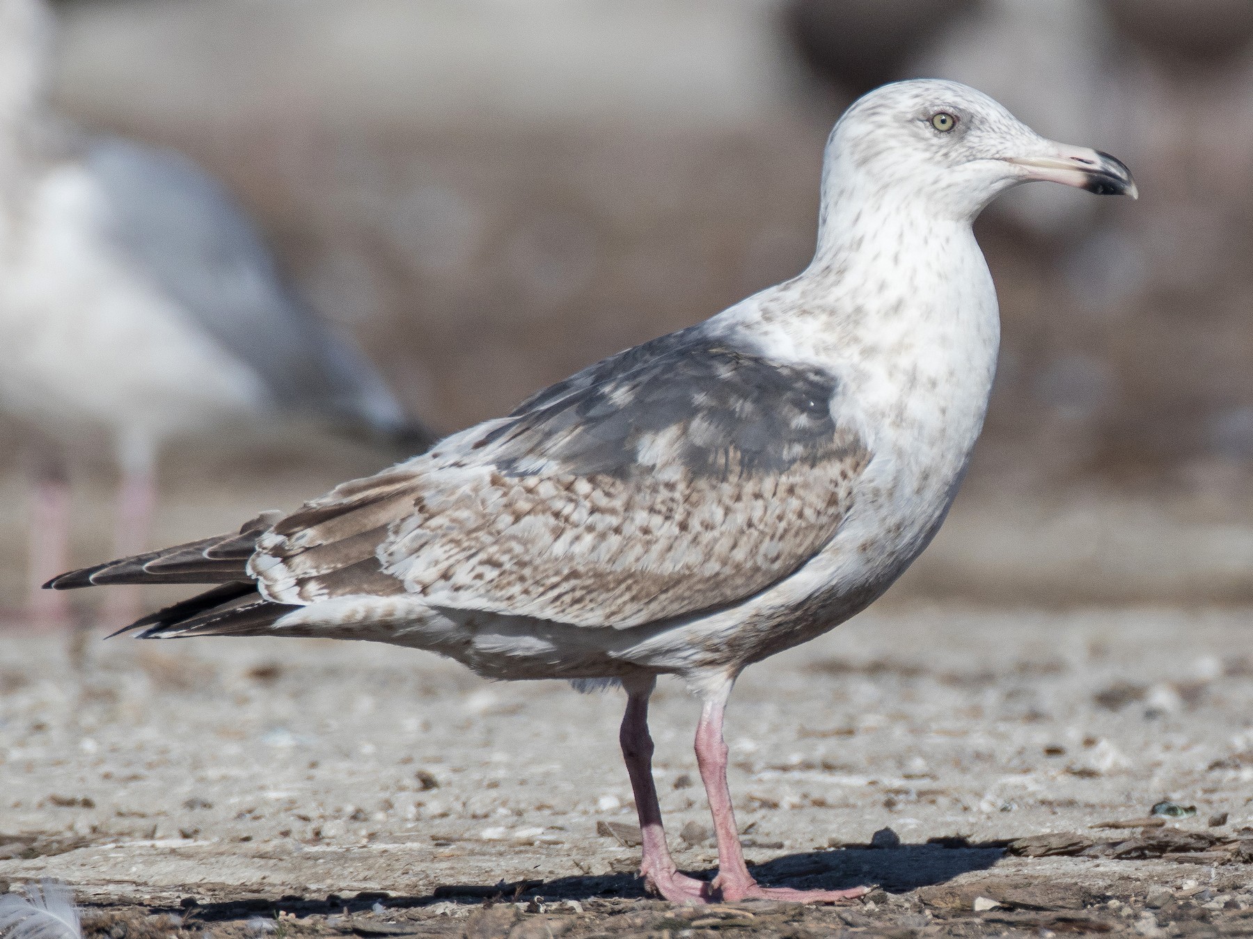 Slaty-backed Gull - eBird