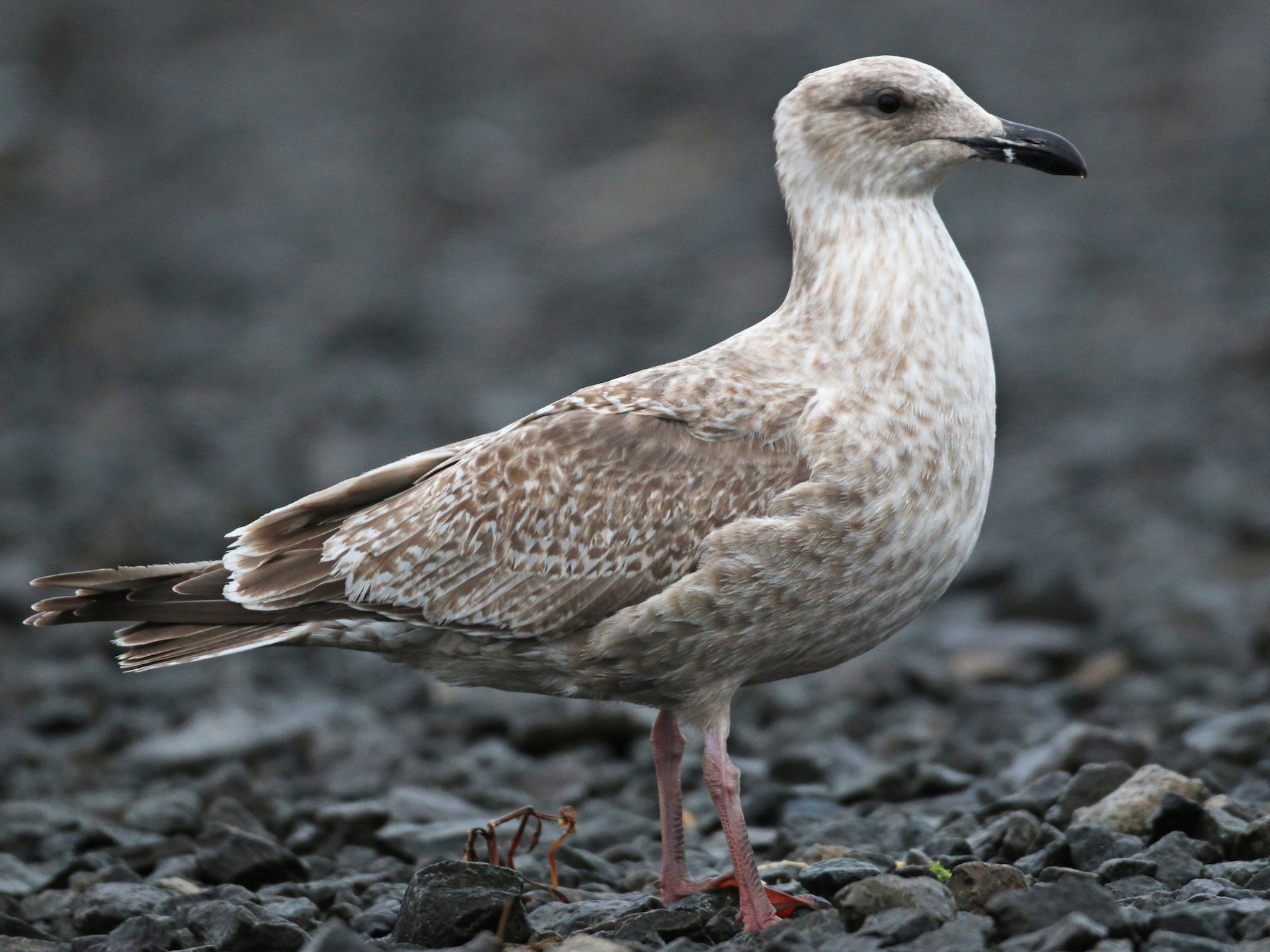Slaty-backed Gull - eBird