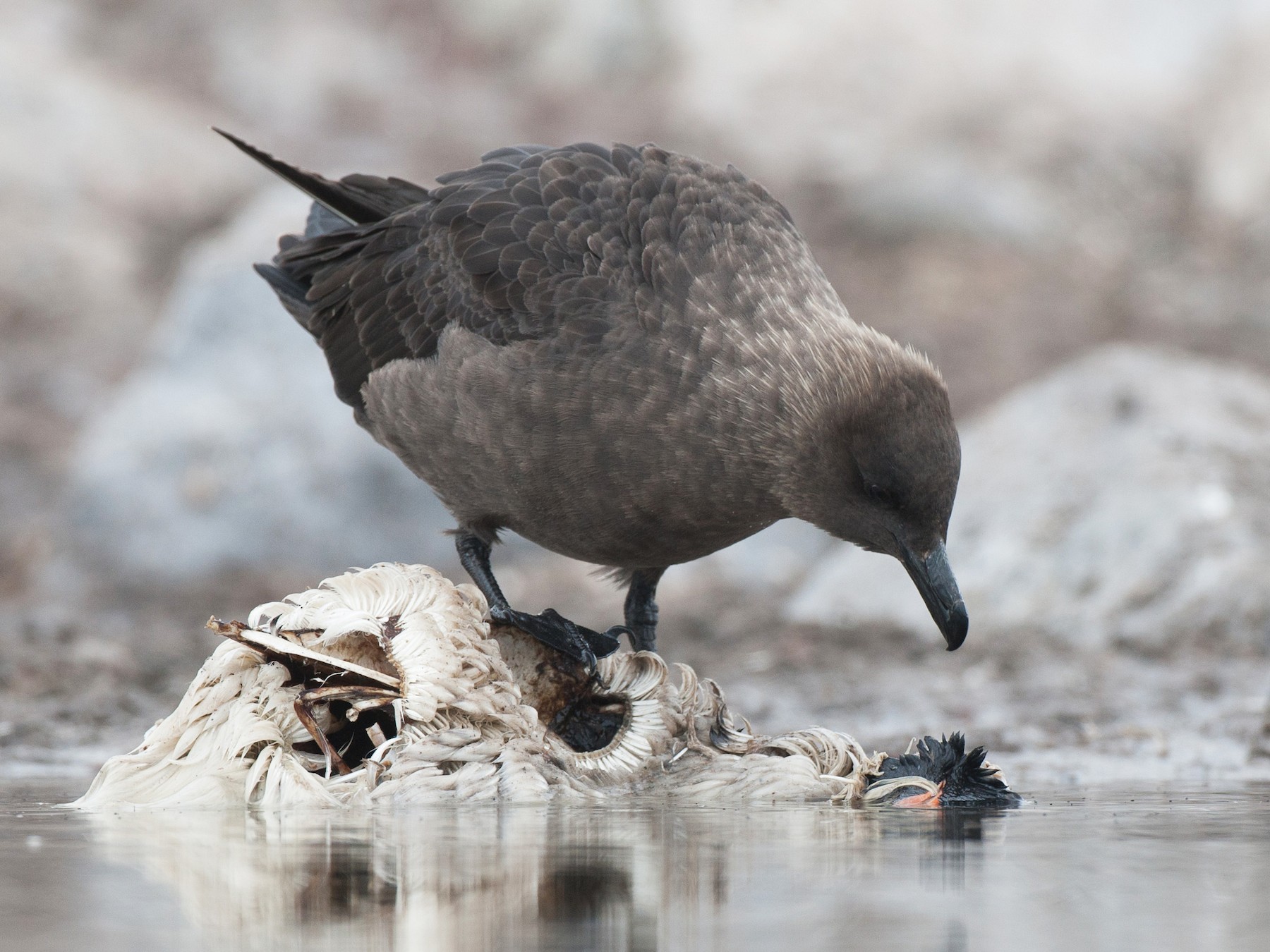 South Polar Skua - eBird