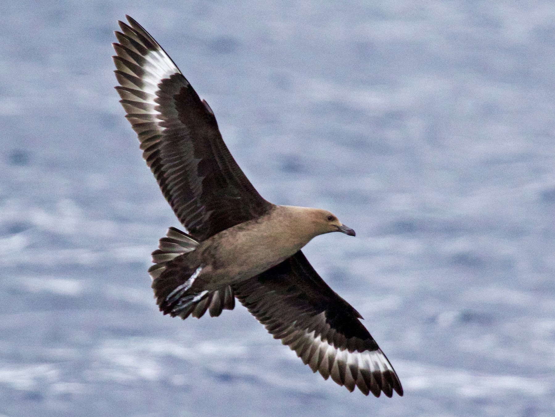 South Polar Skua - eBird