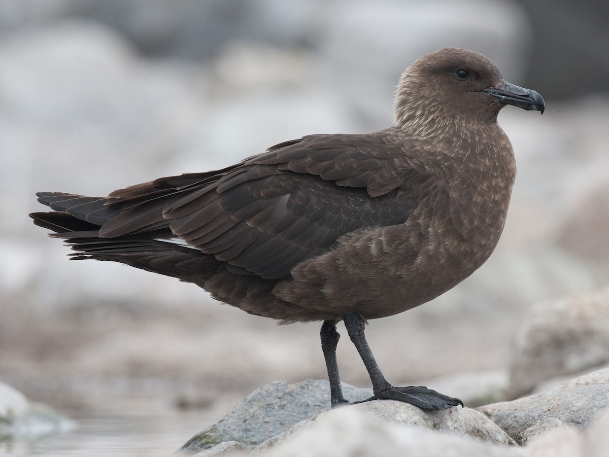 South Polar Skua - Stercorarius maccormicki - Birds of the World