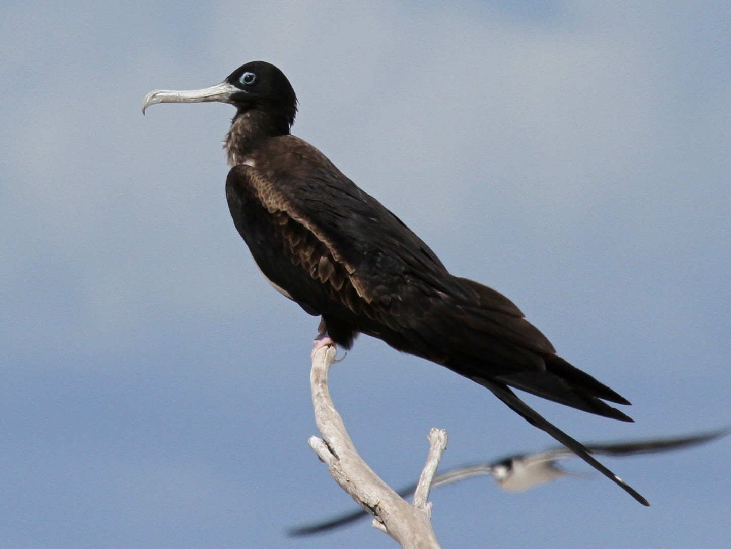 Great Frigatebird - eBird