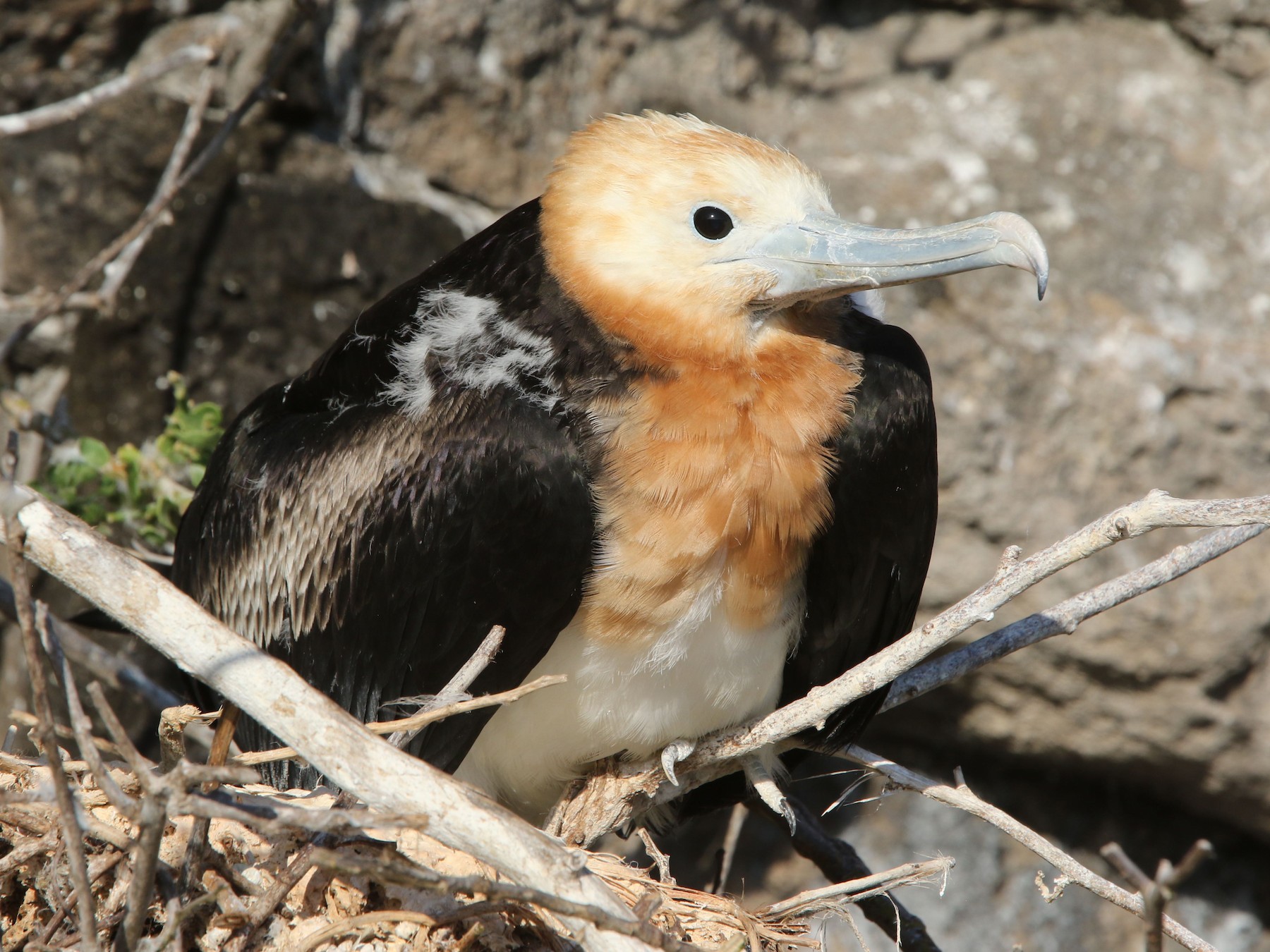 Great Frigatebird - eBird