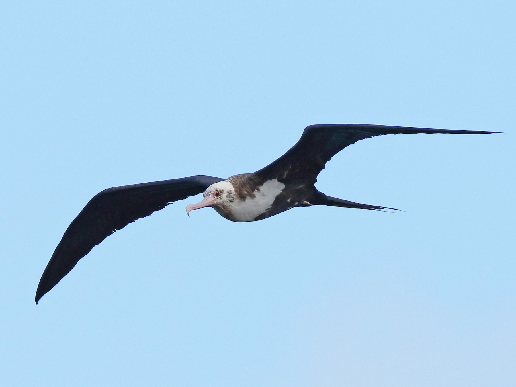 Great Frigatebird - eBird