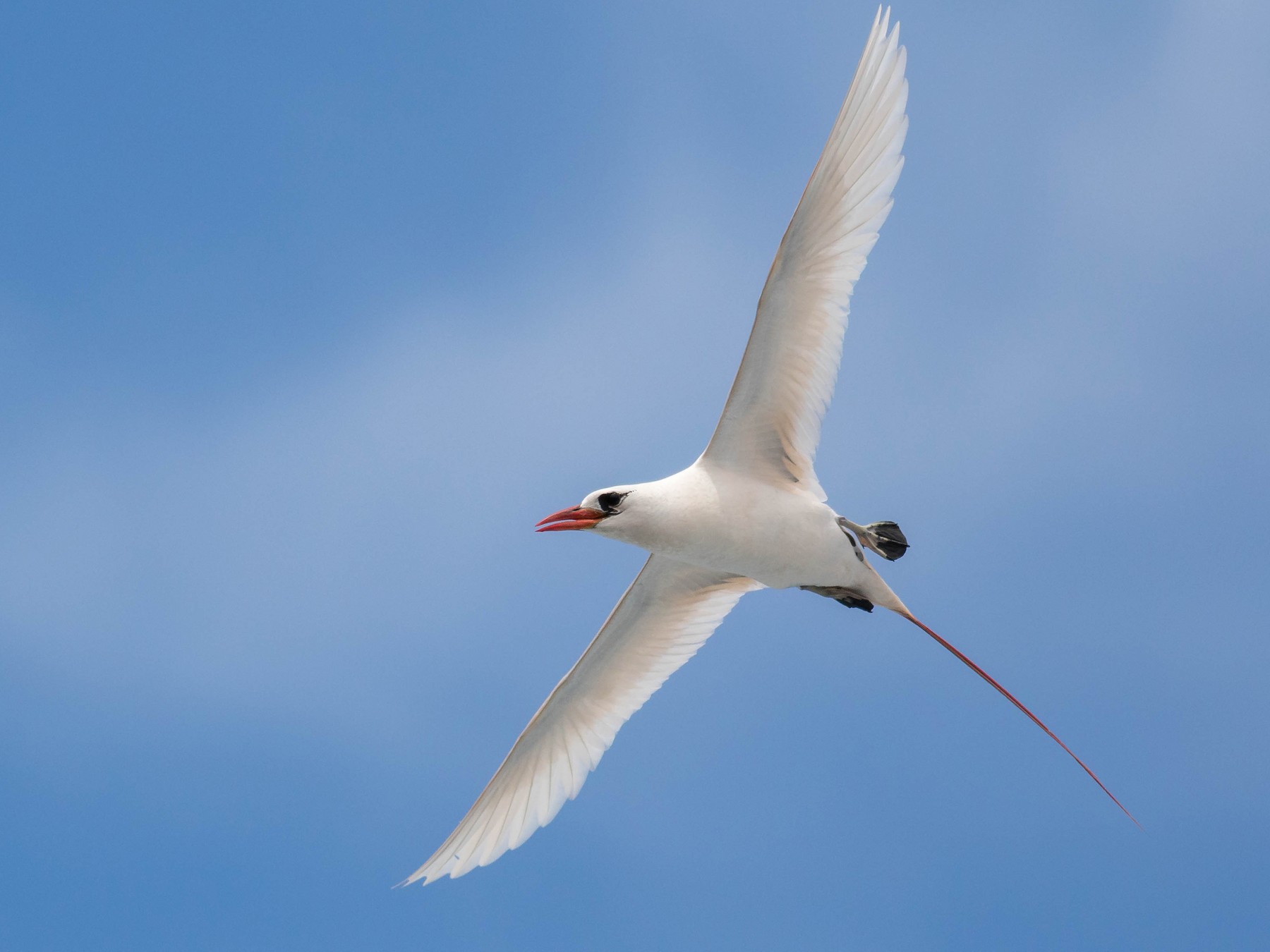 Red-tailed Tropicbird - eBird