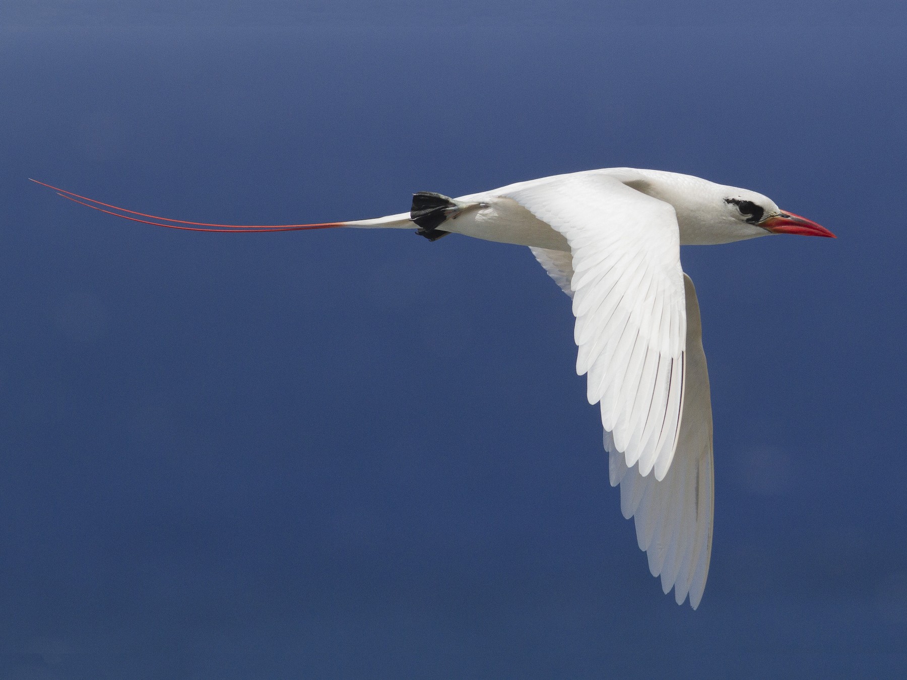 Red-tailed Tropicbird - eBird