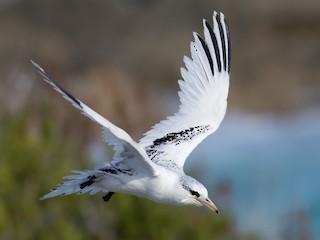 White-tailed Tropicbird - eBird