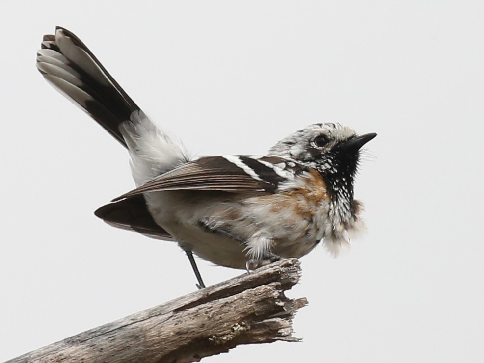 Hawaii Elepaio - eBird