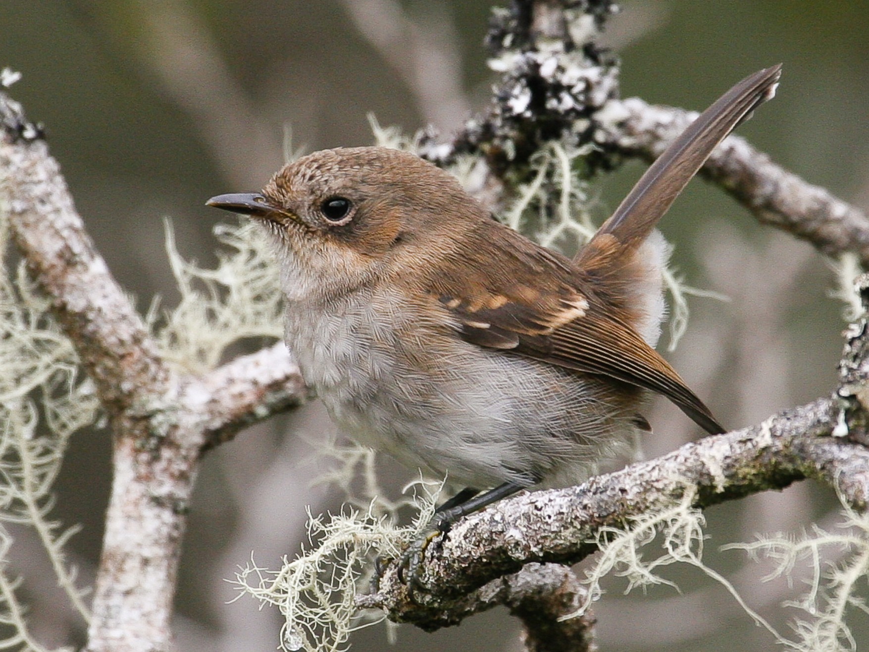 Hawaii Elepaio - eBird