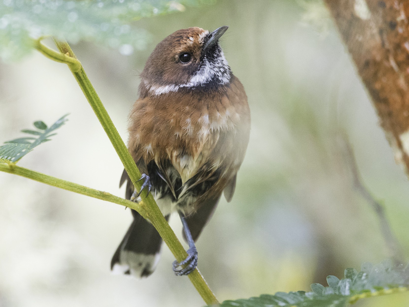 Hawaii Elepaio - eBird