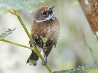 Hawaii Elepaio - eBird