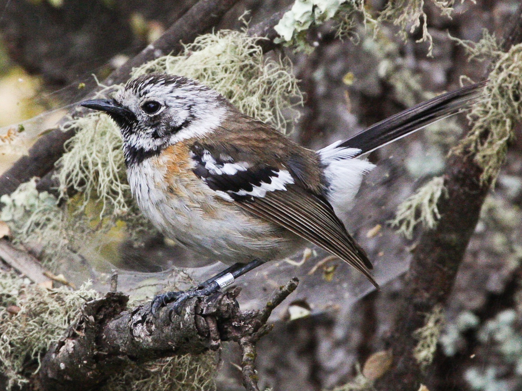 Hawaii Elepaio - eBird