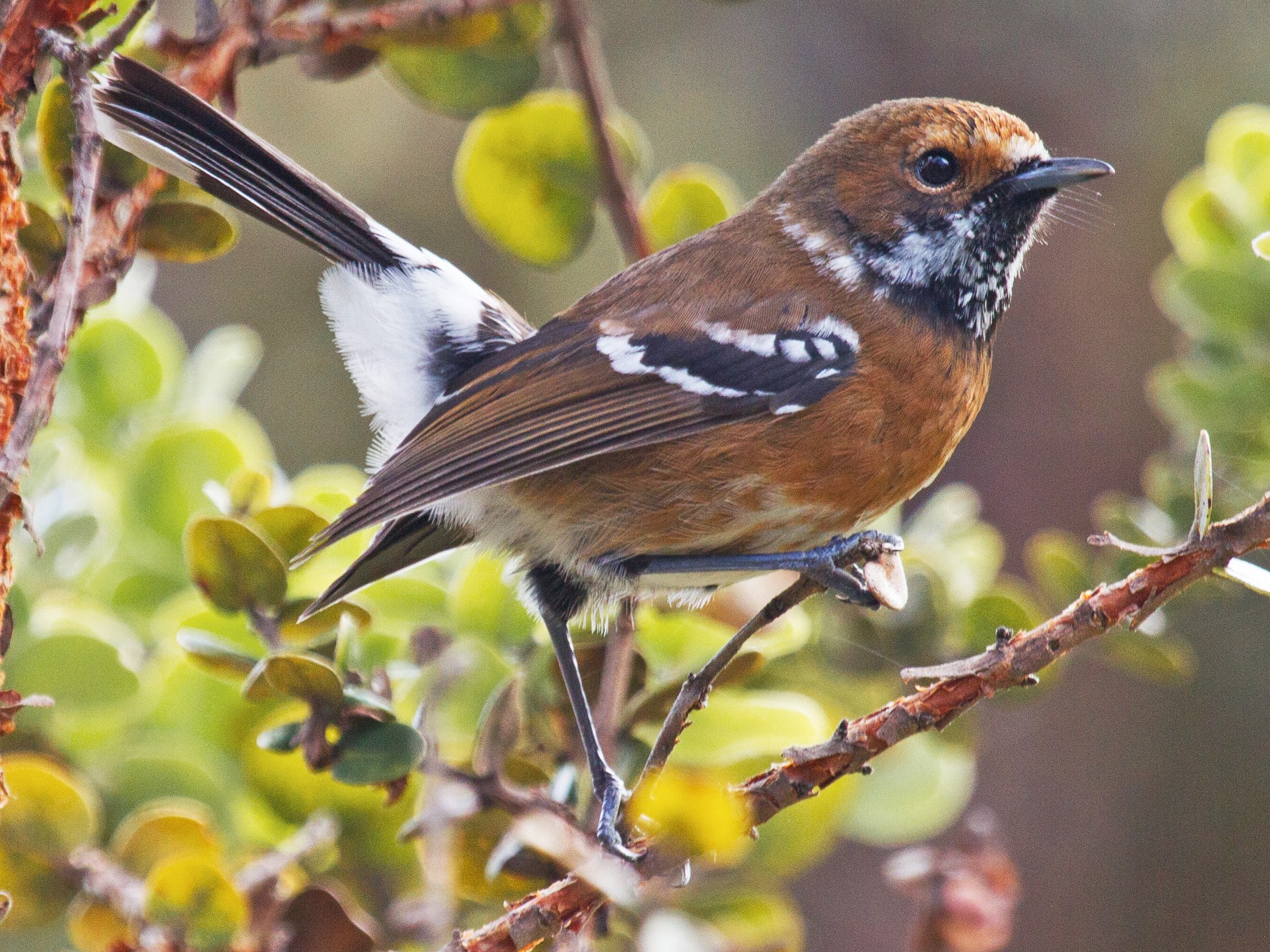 Hawaii Elepaio - eBird