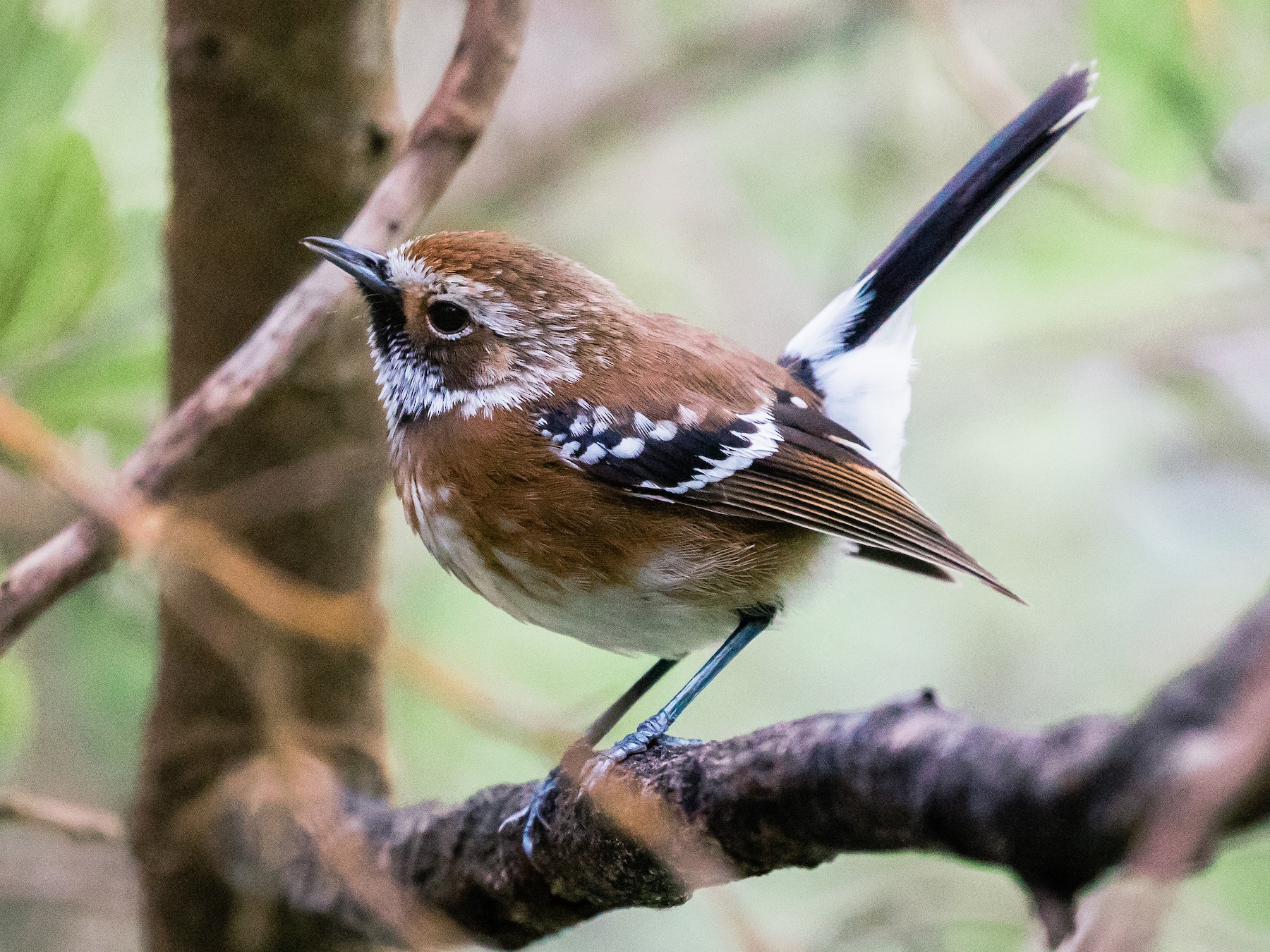 Hawaii Elepaio - eBird