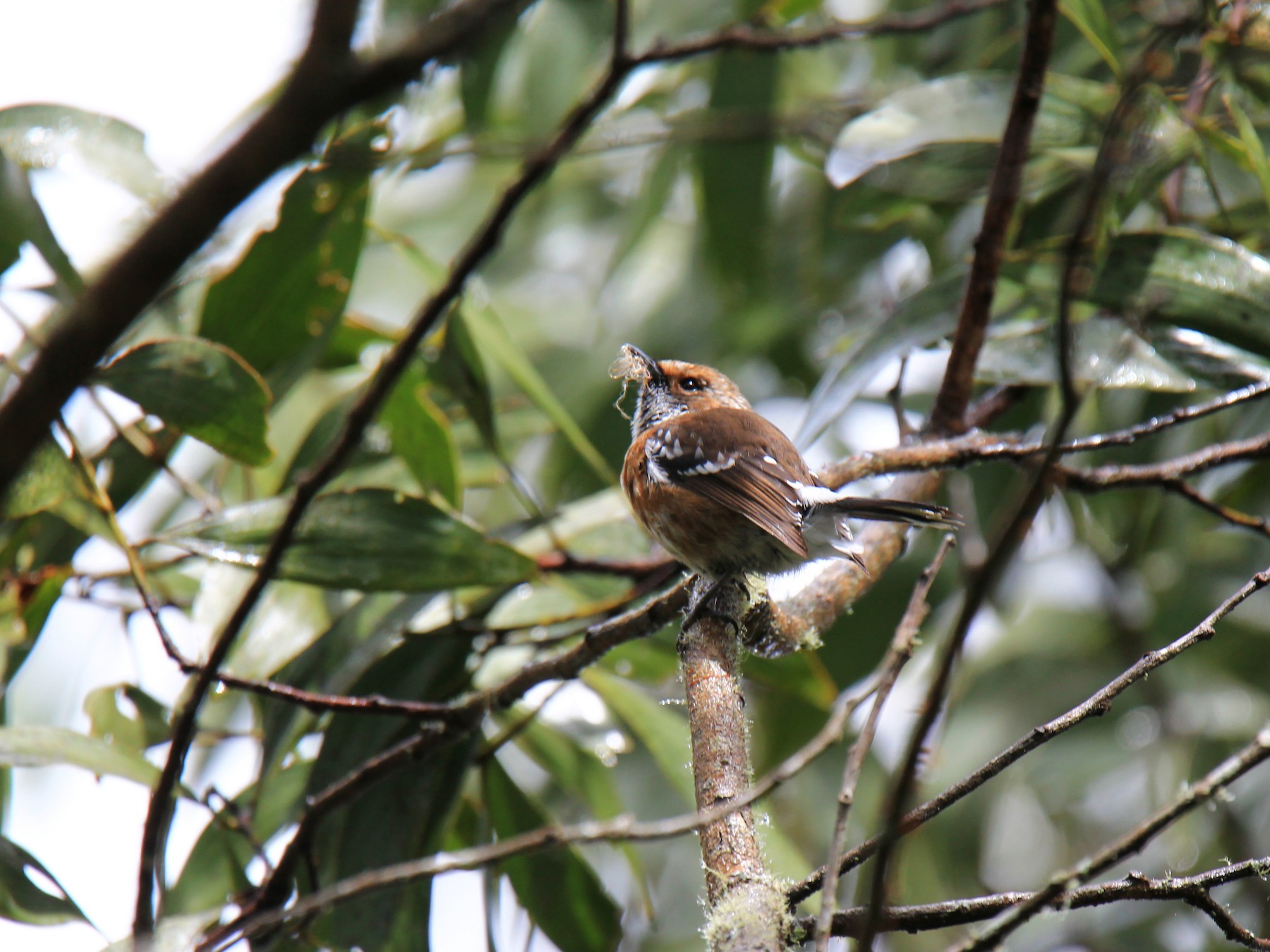 Hawaii Elepaio - eBird