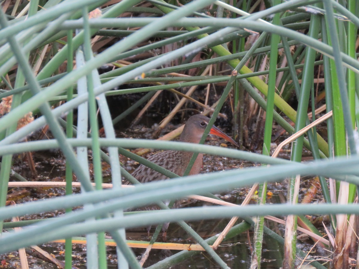eBird Checklist - 1 May 2018 - Tres Rios Overbank Wetlands (permit ...