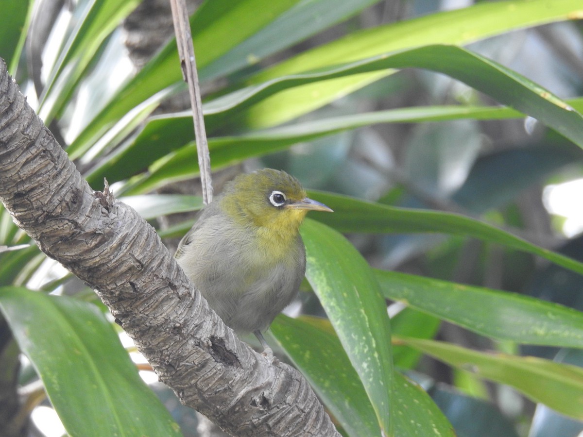 Slender-billed White-eye - Zosterops tenuirostris - Birds of the World