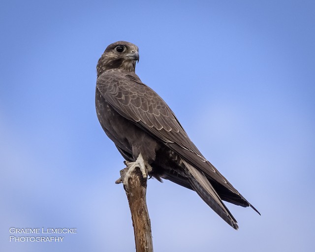 Black Falcon Bird