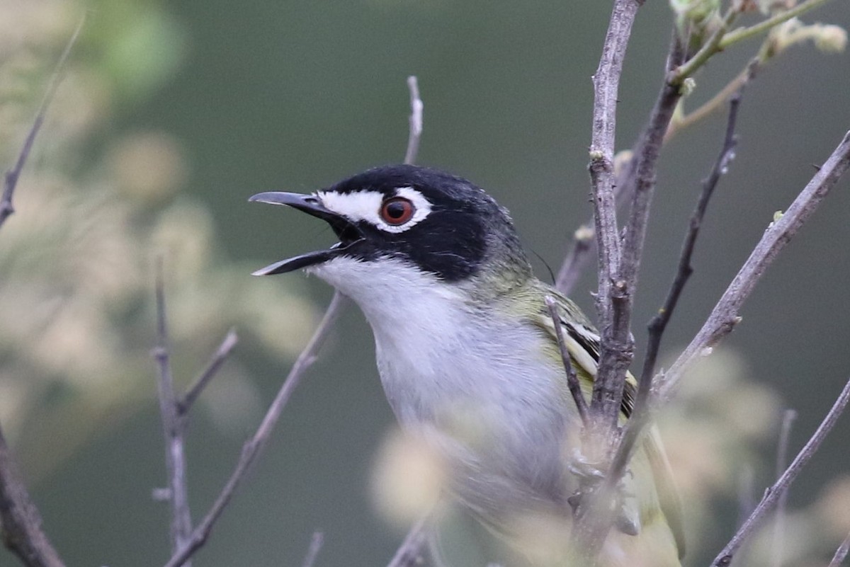 eBird Checklist - 30 Apr 2018 - Kickapoo Caverns SP (Kinney Co.) - 51 ...