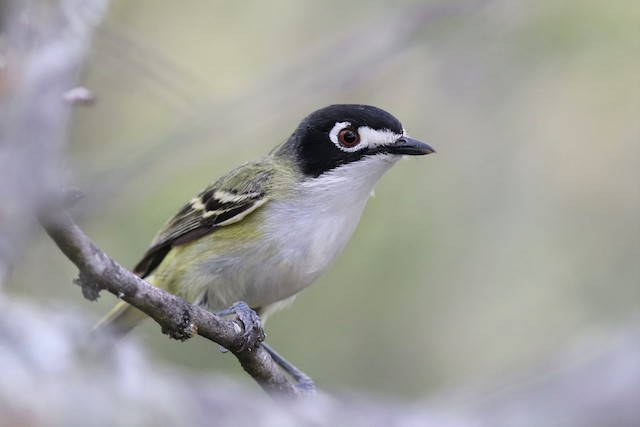 Black Capped Vireo