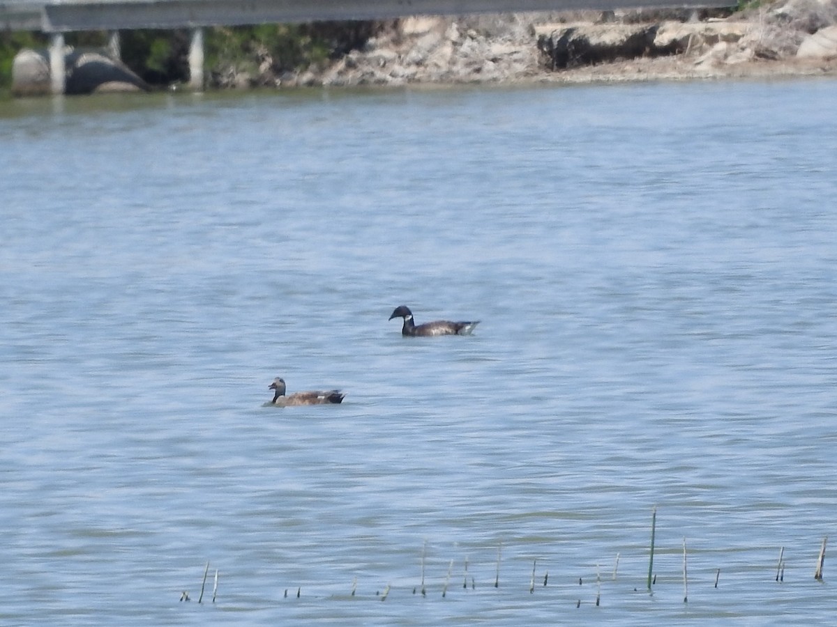 eBird Checklist - 3 May 2018 - Piute Ponds (permit required) - 84 ...