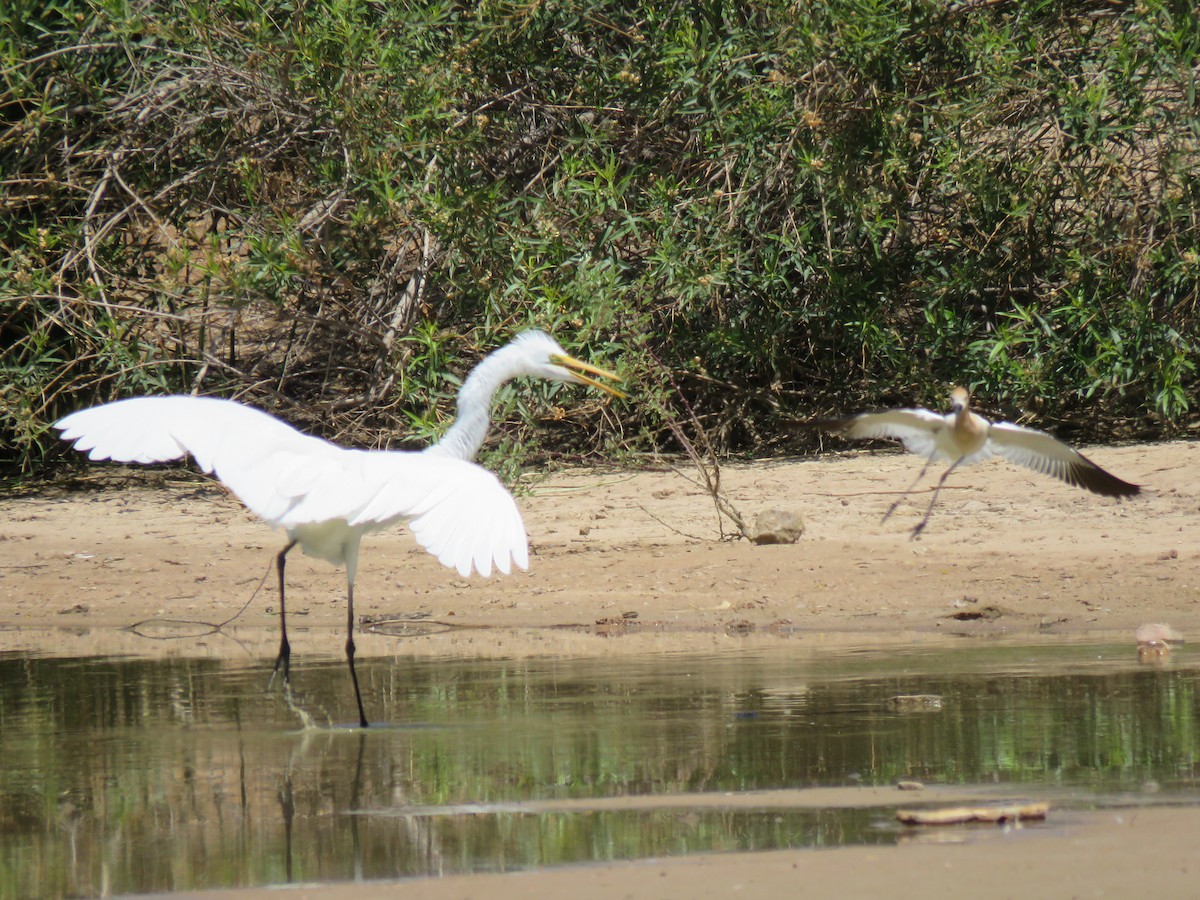 eBird Checklist - 3 May 2018 - Riparian Preserve at Gilbert Water Ranch ...