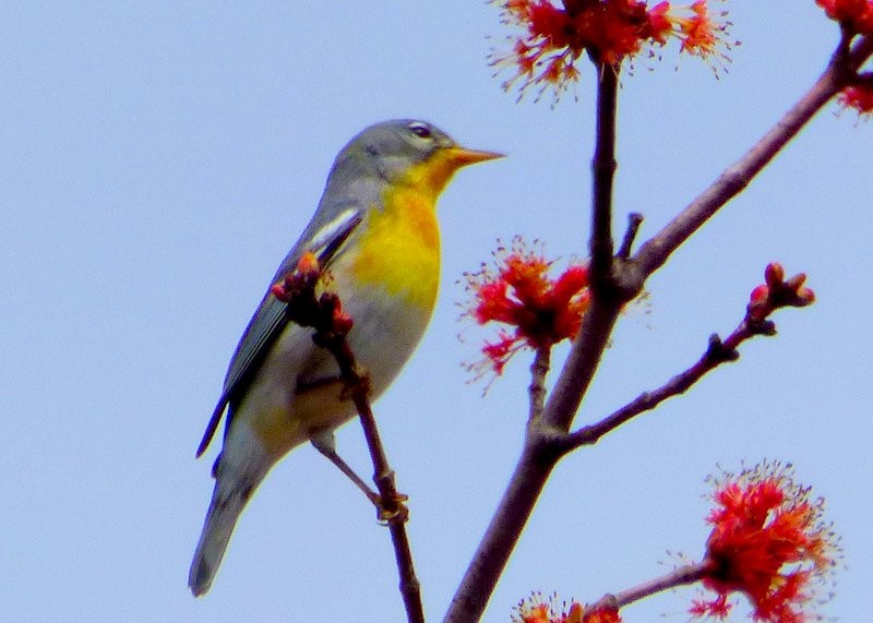 Maine Bird Atlas Checklist - 3 May 2018 - Rachel Carson NWR--Timber ...