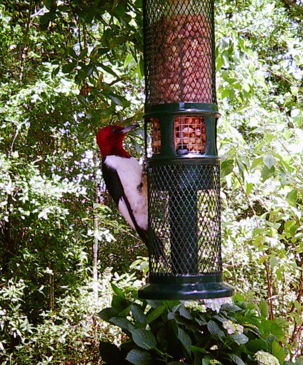 eBird Checklist - 3 May 2018 - Innerarity Point Home - 23 species