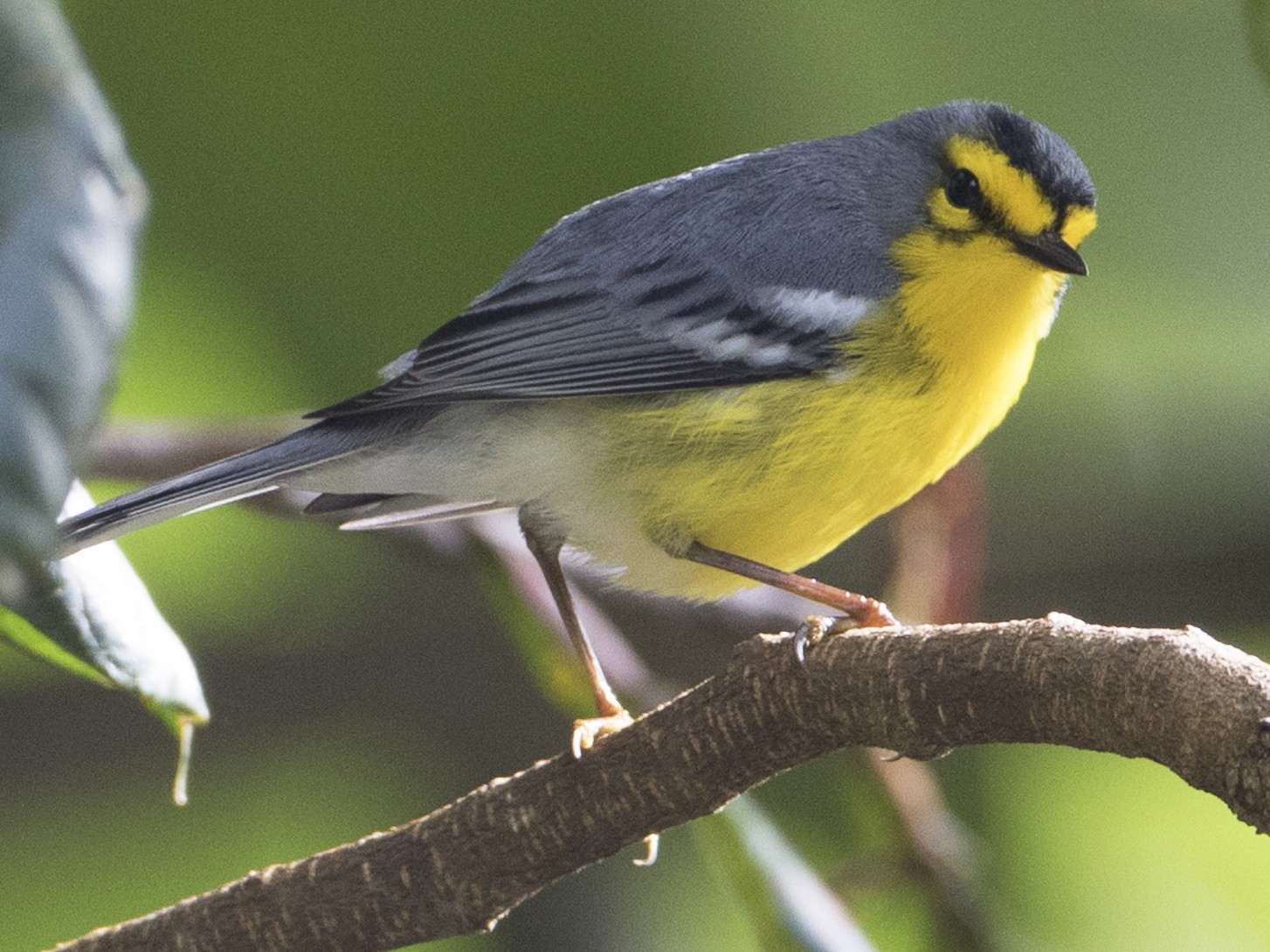 St. Lucia Warbler - eBird