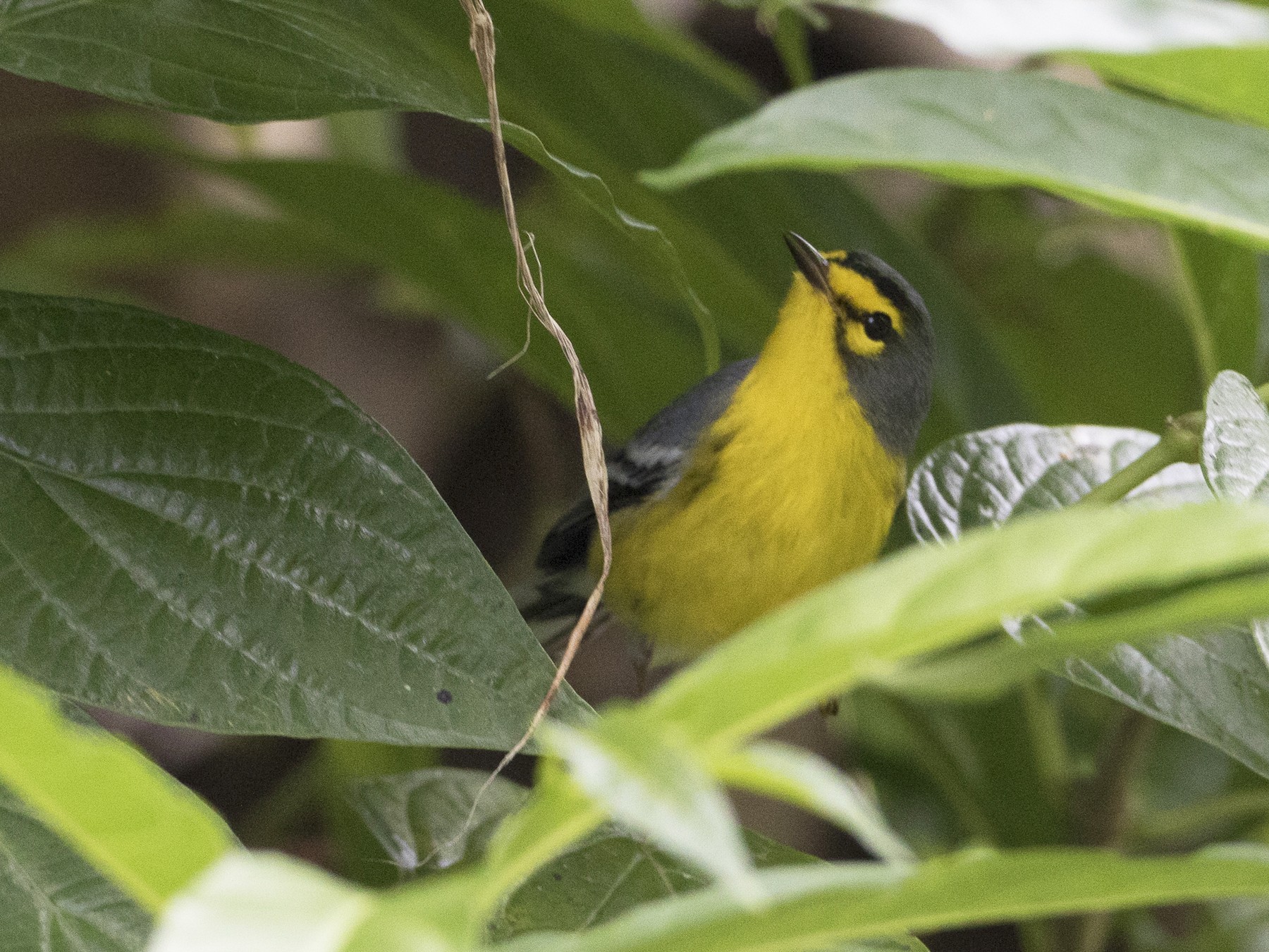 Reinita de Santa Lucía - eBird