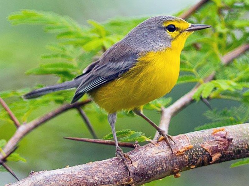 Barbuda Warbler - eBird