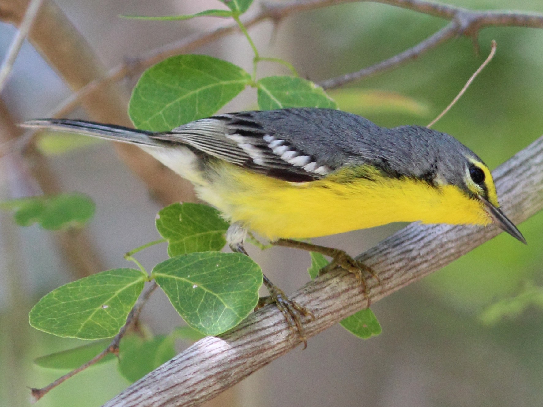 Adelaide's Warbler - eBird