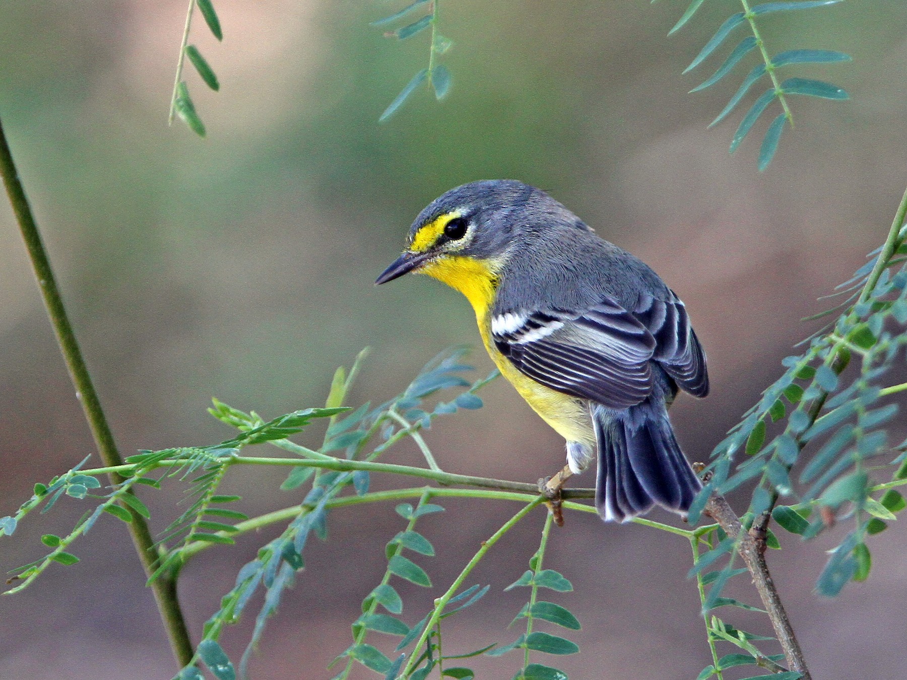 Adelaide's Warbler - eBird