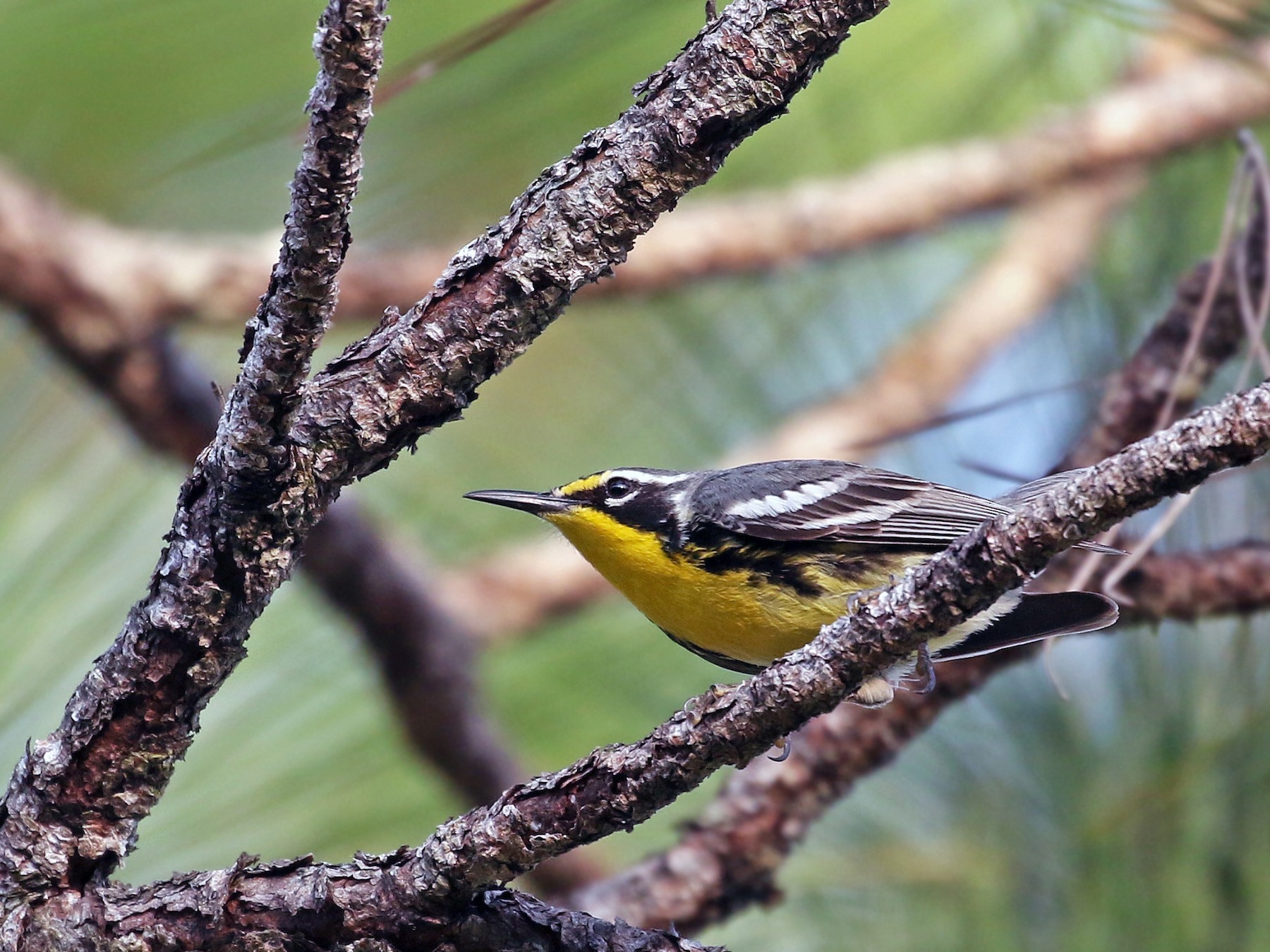 Bahama Warbler - eBird